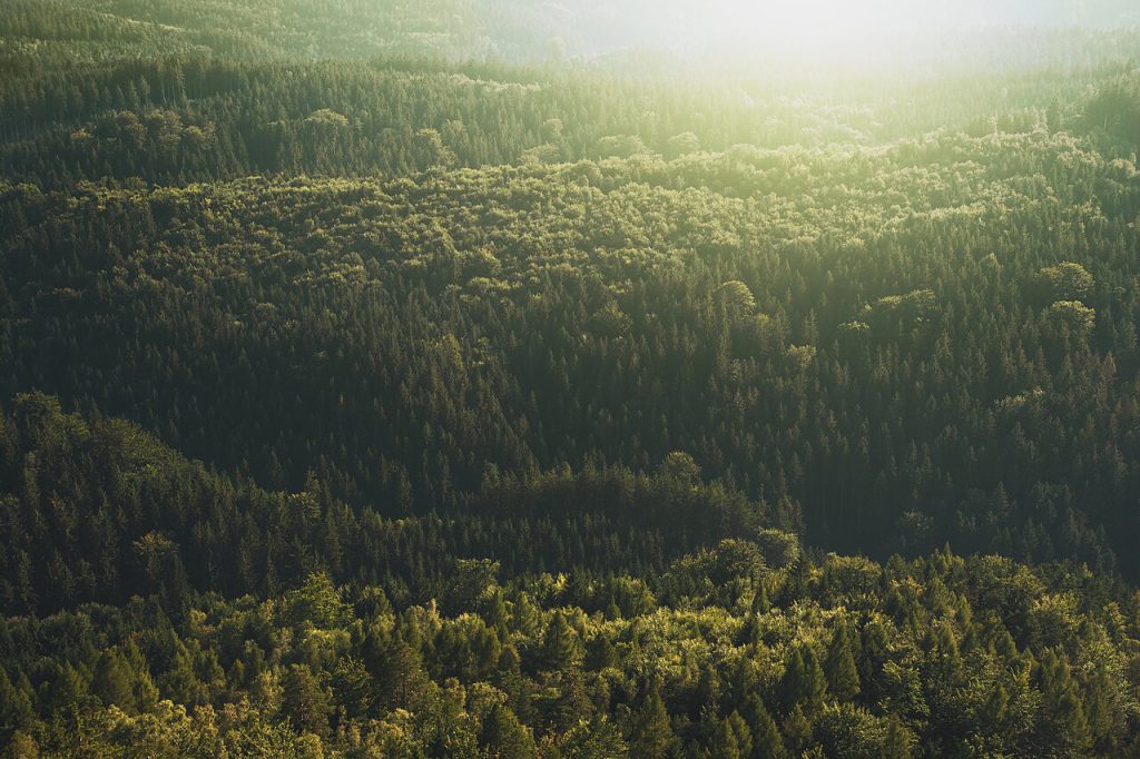 Fondamentaux de la Forêt